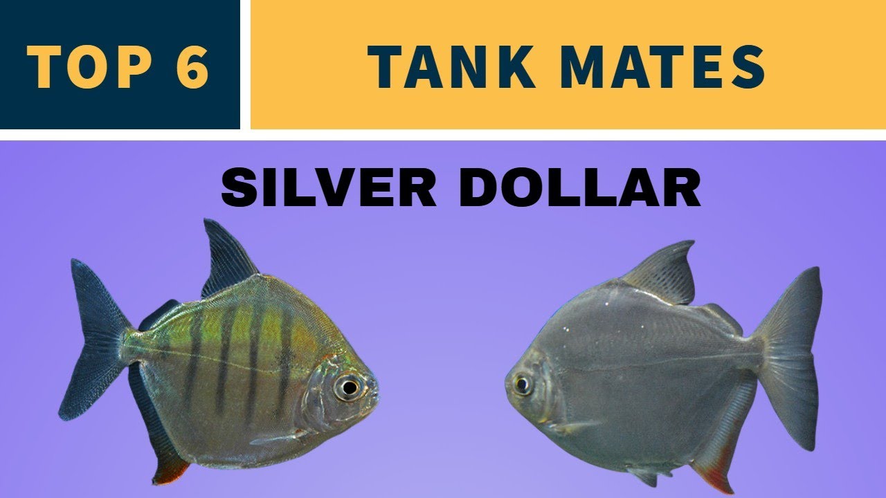 TANK MATES FOR SILVER DOLLAR FISH