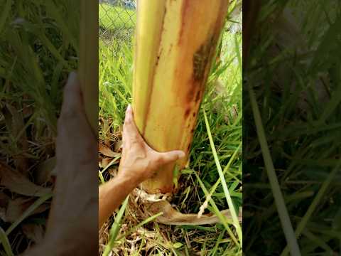 Thick banana plant