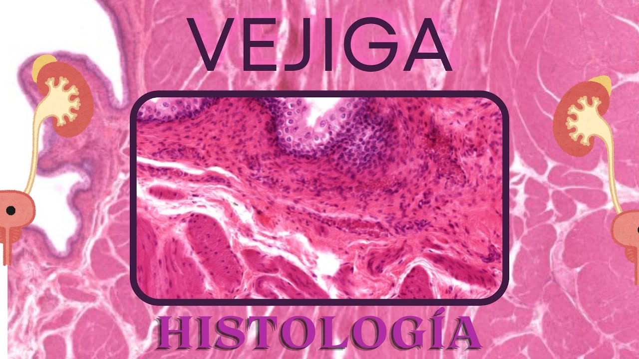 Histología de Vejiga