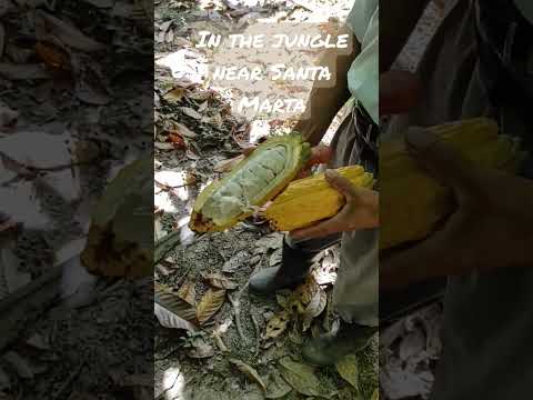 Colombian Jungle Adventure! | Ama Spanish🦜 #amaspanish #learnspanish #spanishlessons