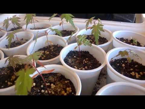 Growing Japanese Maples from Seed - Genetic variation
