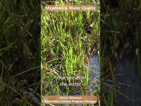 How do Meadows Improve Water Quality?