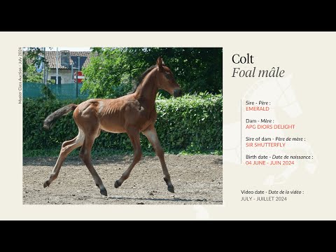 Lot 6 - Colt - Emerald x APG Diors Delight (by Sir Shutterfly)