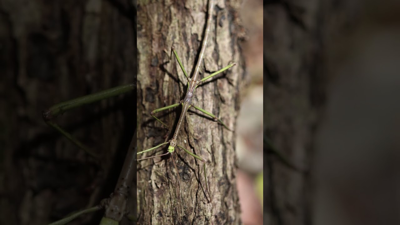 Unbelievable Camouflage: Walking Stick Insects      #WalkingStickInsects#CamouflageInNature