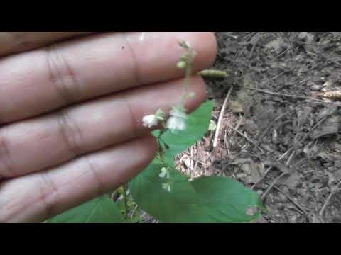 Circaea lutetiana, known as enchanter's nightshade is a plant in the evening primrose family Onagrac