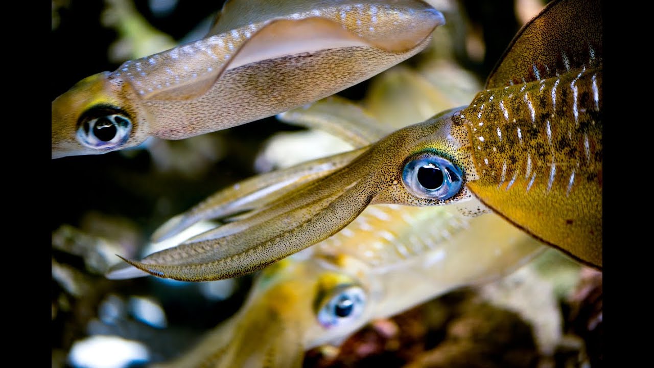 The curious courtship of the bigfin reef squid