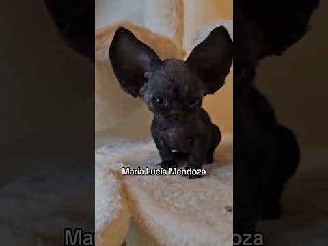 MY NAME IS JEFF #shorts #funny #pets