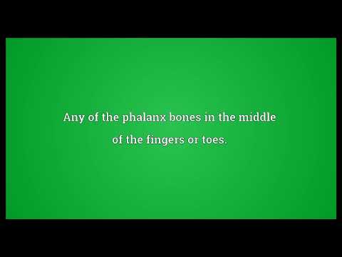 Intermediate phalange Meaning