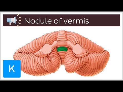 Nodule of vermis | Anatomical Terms Pronunciation by Kenhub