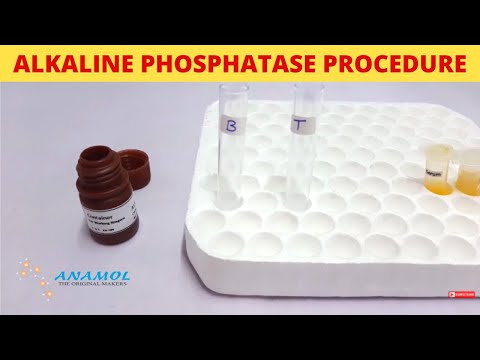 Alkaline Phosphatase Reagent - Alkaline Phosphatase (ALP) Reagent Test ...