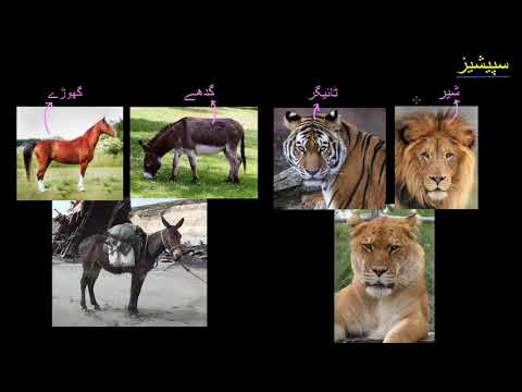 Species | Biology | Khan Academy Urdu