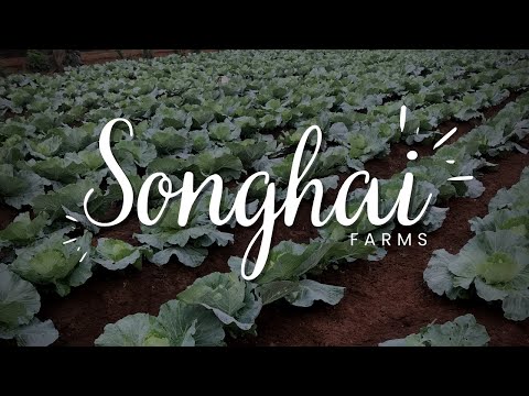 Field Trip to Songhai Farms in Port Novo, Benin Republic 🇧🇯