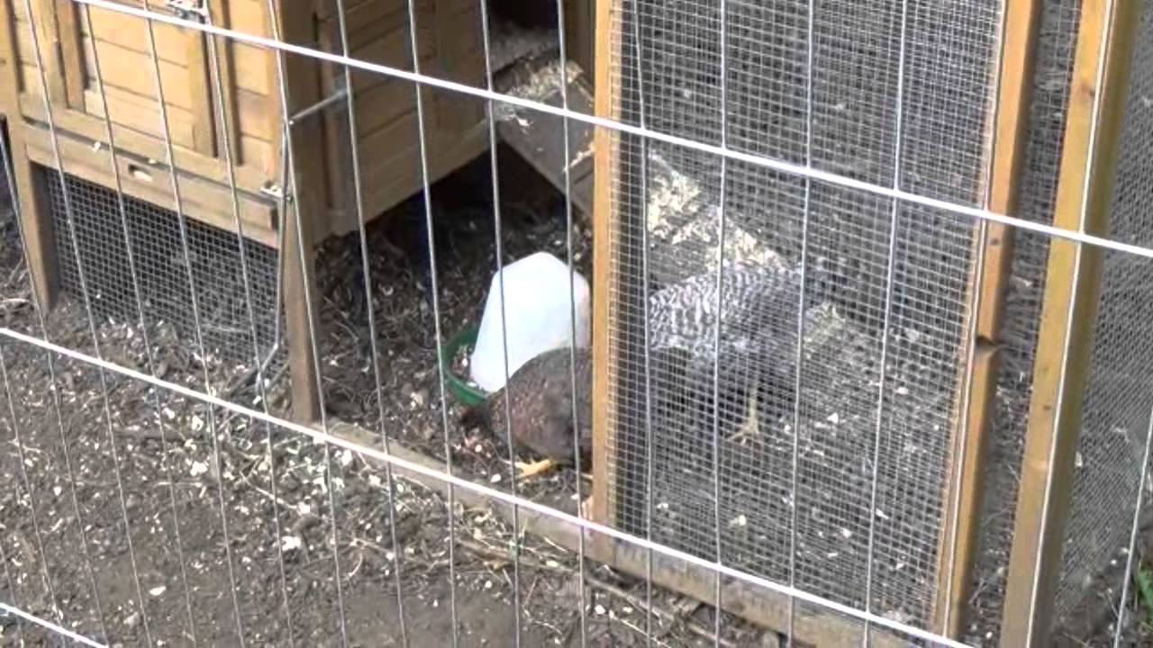 How to be self sufficient 7 - putting the chicks in a run