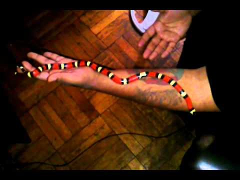 milk snake