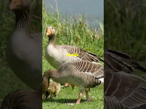 Geese Have Secret Teeth! π¦’