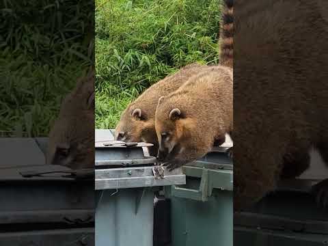 So Adorable! The South American Coati. but don't let them fool you 😍