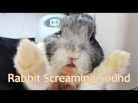 Bunny Rabbits Distress Sound | Rabbit Scream Sound Effect | Rabbit Screaming Noise