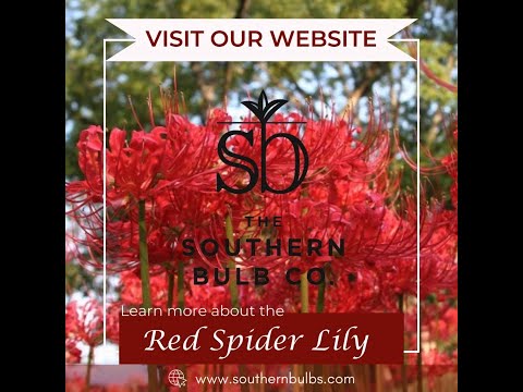 Learn more about the Red Spider Lily!