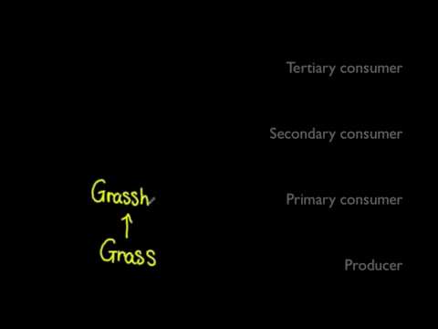 5.1.6 Define trophic level