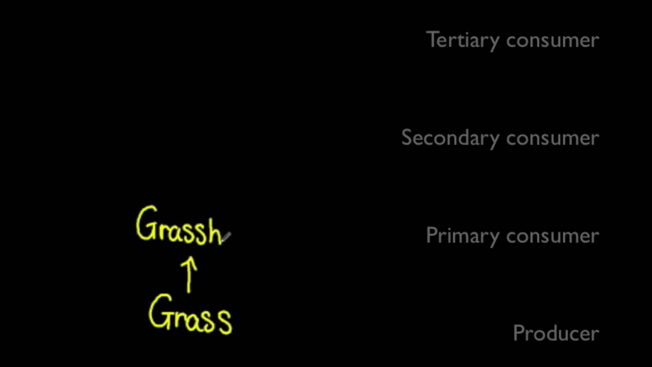 5.1.6 Define trophic level