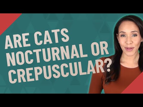 Are cats nocturnal or crepuscular?