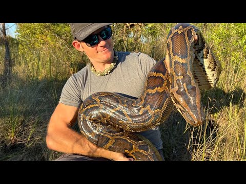 16 foot MONSTER python pulled out of the everglades!