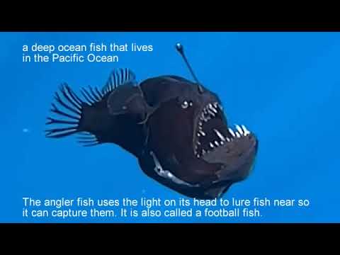angler fish meaning | Vocabulary for Kids | Children's Dictionary | Learn English Vocabulary