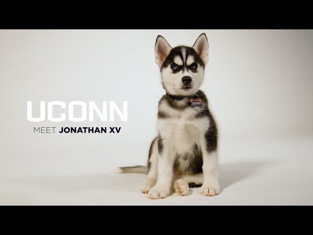 Why is UConn’s mascot a husky? Exploring the history and legacy of ...