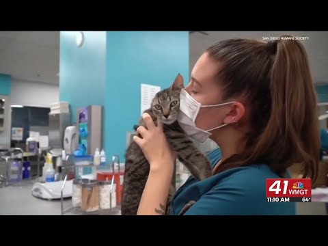 Tech Report: Walmart is offering pet telehealth