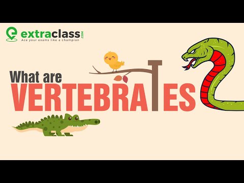 What are vertebrates ? - Biology Video Lecture - NEET
