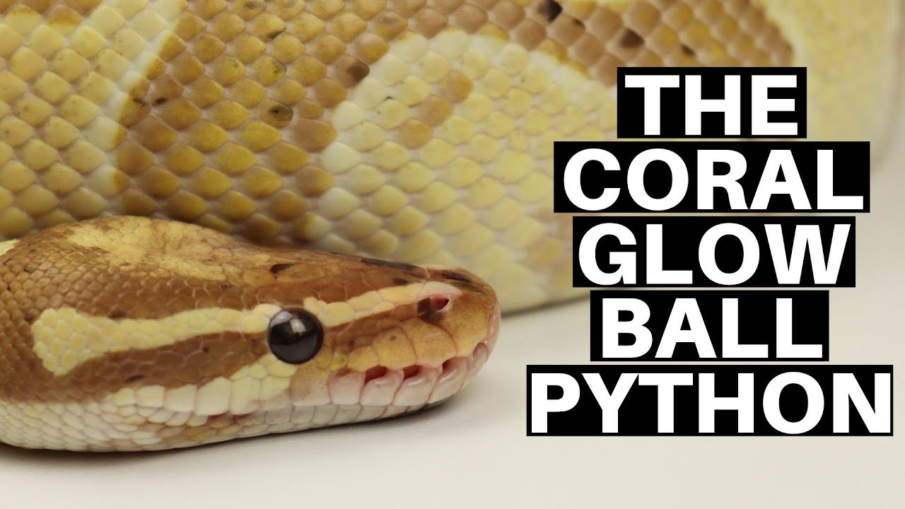 Morph Guide #6: The Coral Glow Ball Python - Benjamin's Exotics