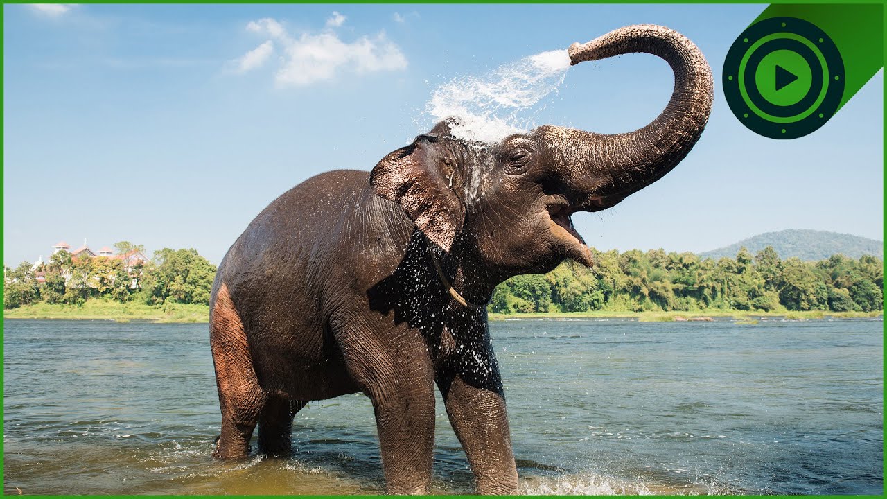The Animal That Never Forgets: The Surprising Intelligence of Wild Elephants