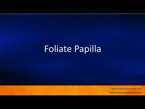 Pronunciation of the word(s) "Foliate Papilla".