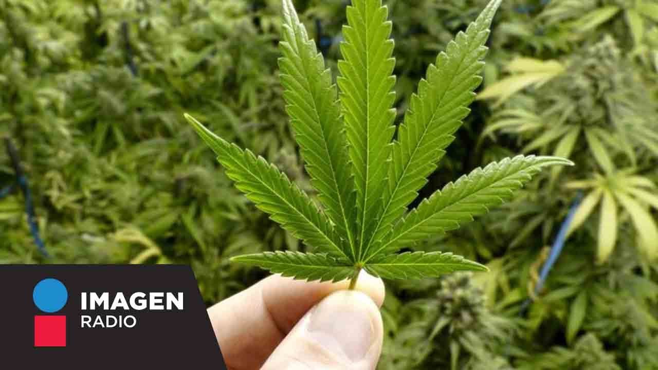 Beneficios de la regulación del cannabis en México