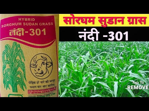Hybrid Sorghum Sudan Grass Seed ||हाइब्रीड सोरघम सुडान ग्रास की संपूर्ण जानकारी हरे चारे की खेती