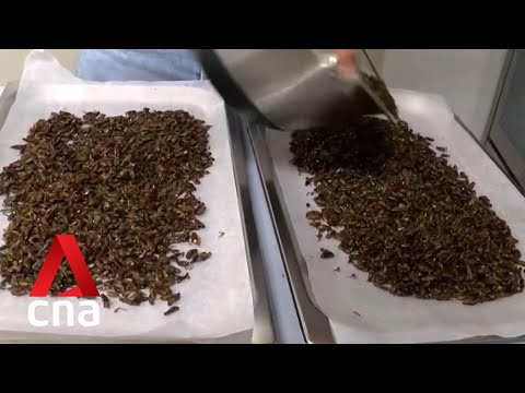 SFA conducting public consultation on import, sale of insects as food and animal feed.