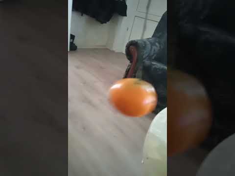 киборг мандарин #shorts #tiktok