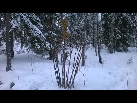How to make an ancient grouse trap, the Grouse Churn