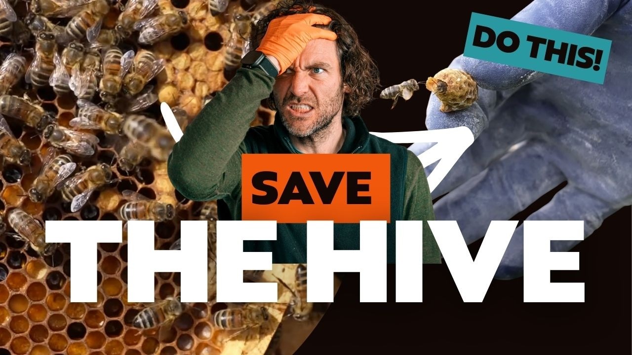 What To Do Immediately After Your Bees Swarm