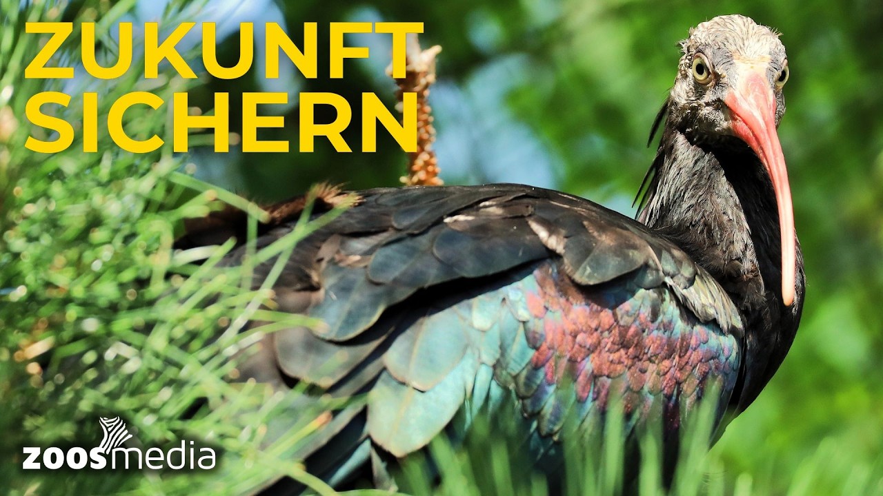 How Northern Bald Ibis offspring at Bochum Zoo strengthens CONSERVATION | zoos.media