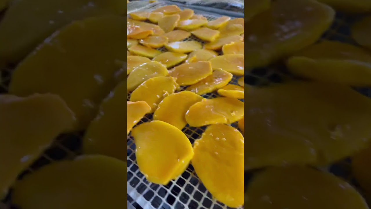 Proceso de Mango 🥭 Deshidratado 🤙🤤