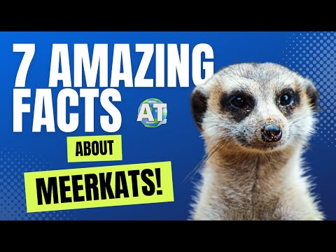 7 Amazing Facts about Meerkats!