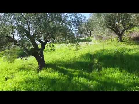 Kalamata Olive Tree Grove in Greece - Fantastic Ride by Oliviada