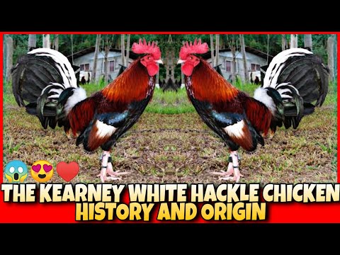 THE HISTORY AND ORIGIN OF KEARNEY WHITE HACKLE CHICKEN.