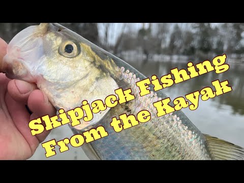 KAYAK SKIPJACK FISHING