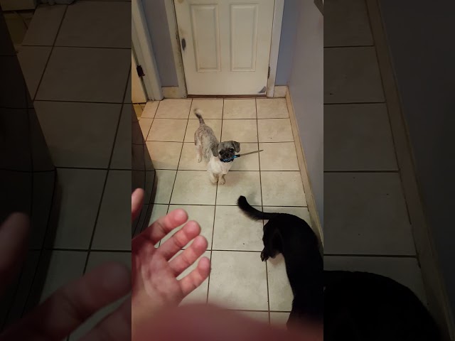 Video: Perro ‘amenaza’ con cuchillo a su dueño y se viraliza | Excélsior