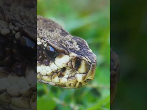 Rattlesnake #shorts #viral #shortsvideo