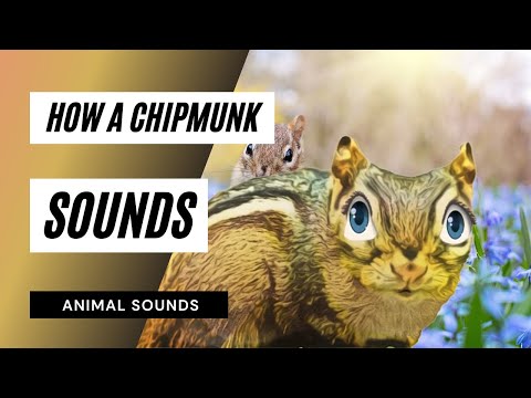 How A Chipmunk sounds - chipmunk sounds | chipmunk call sounds | squirrel sound