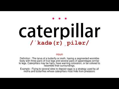 How to pronounce caterpillar - Vocab Today