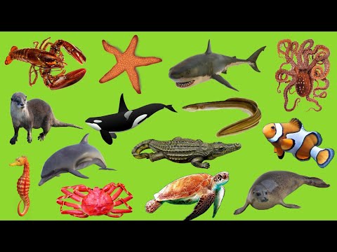 Water animals Name | Sea Animal Names in English
